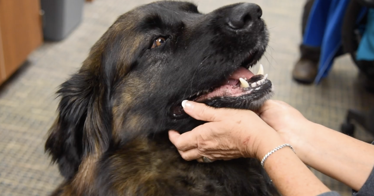 Therapy dog takes up a lot of room in the hallway and in team member’s ...